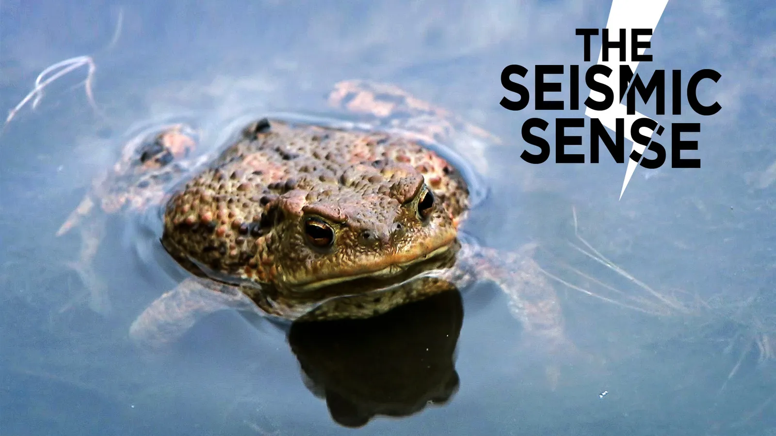 The Seismic Sense 2022 Full Movie Online - Watch HD Movies on Airtel ...