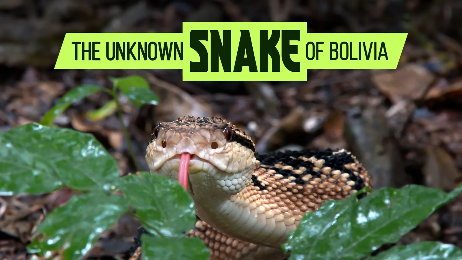THE UNKNOWN SNAKE OF BOLIVIA 2025 Full Movie Online - Watch HD Movies ...
