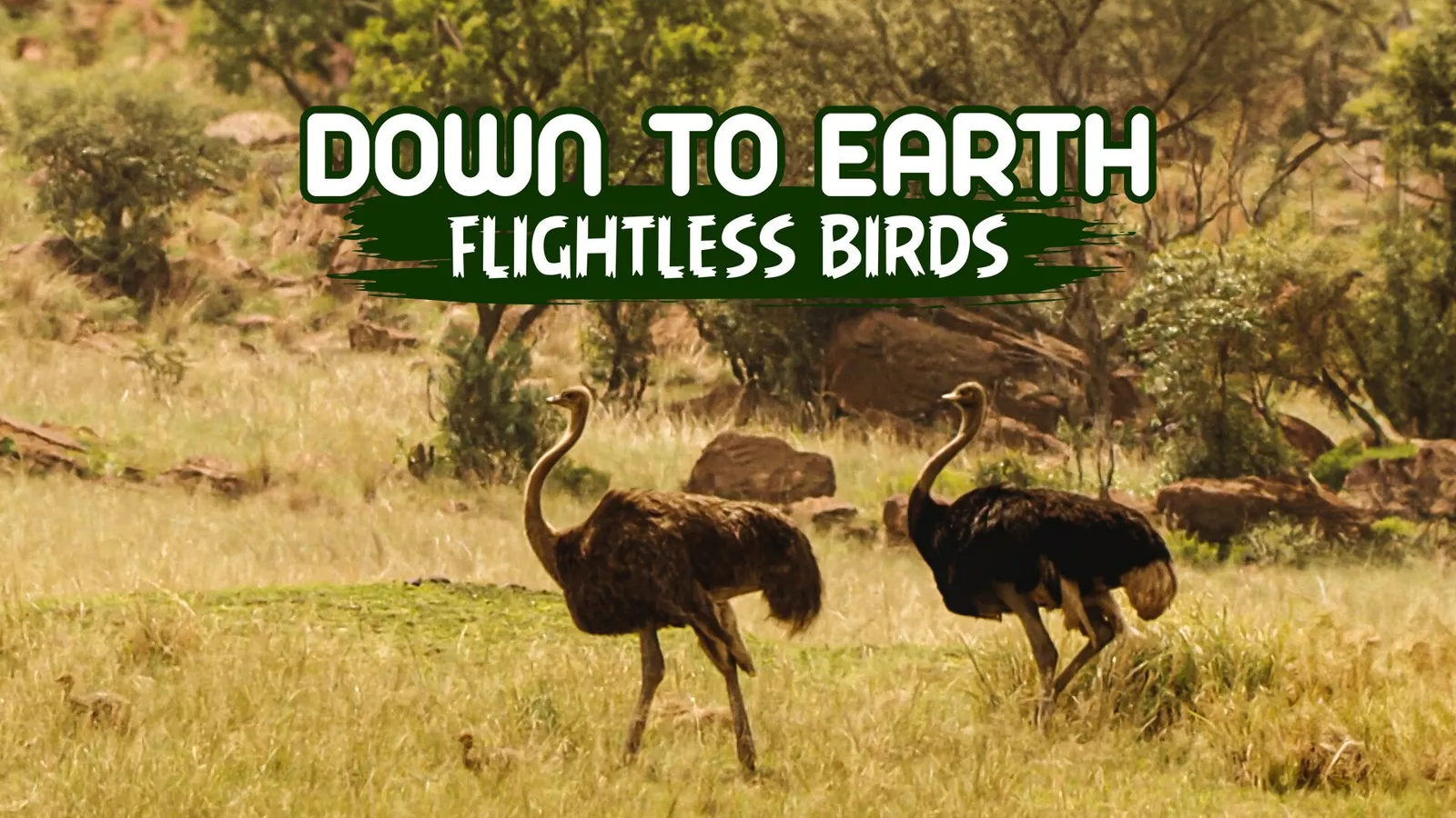 Watch & Download Down To Earth Flightless Birds 2026 Full HD Movie ...