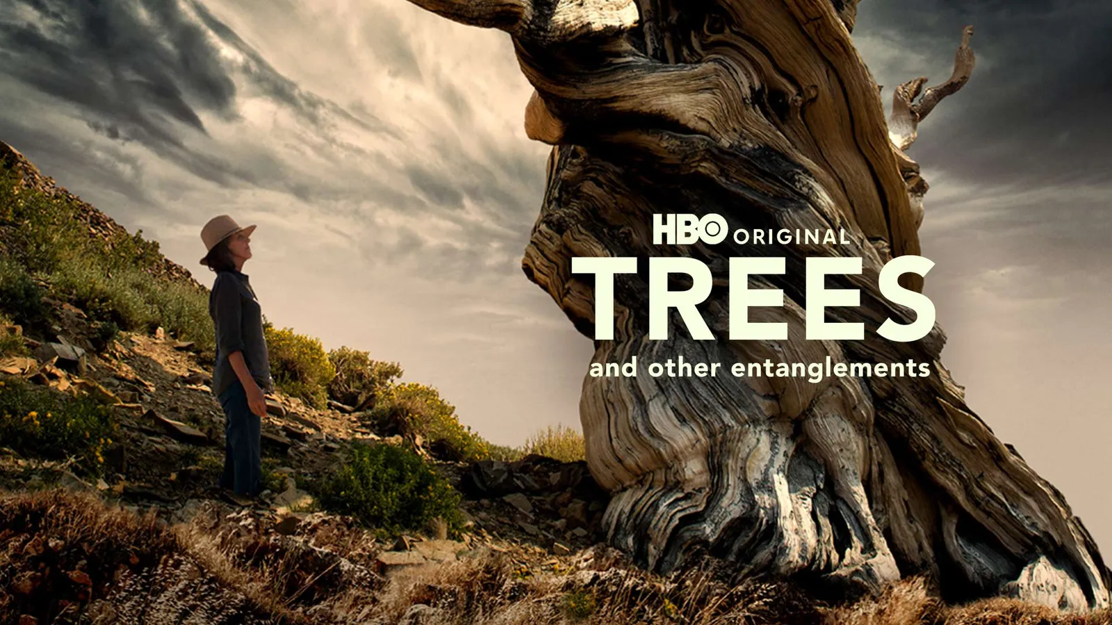 Trees and Other Entanglements 2023 Full Movie Online - Watch HD Movies ...