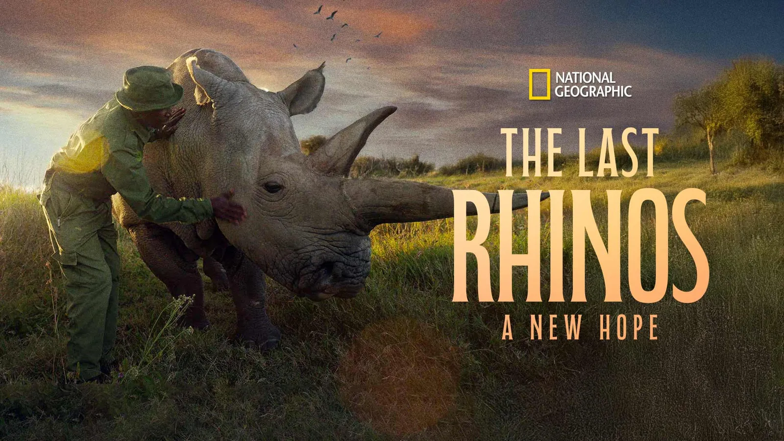 The Last Rhinos: A New Hope 2025 Full Movie Online - Watch HD Movies on ...