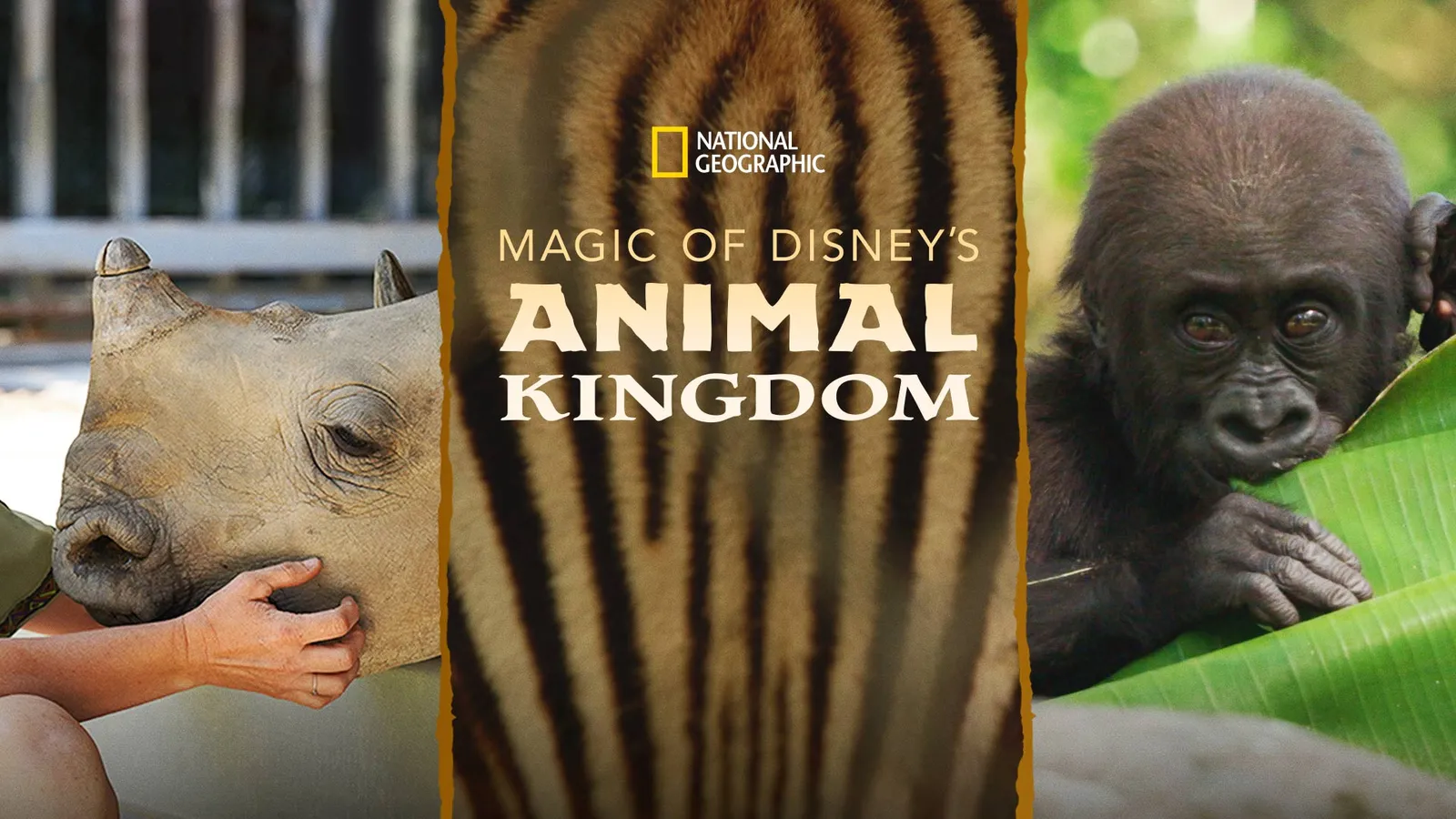 Magic of Disney's Animal Kingdom TV Show: Watch Latest Episodes Online ...