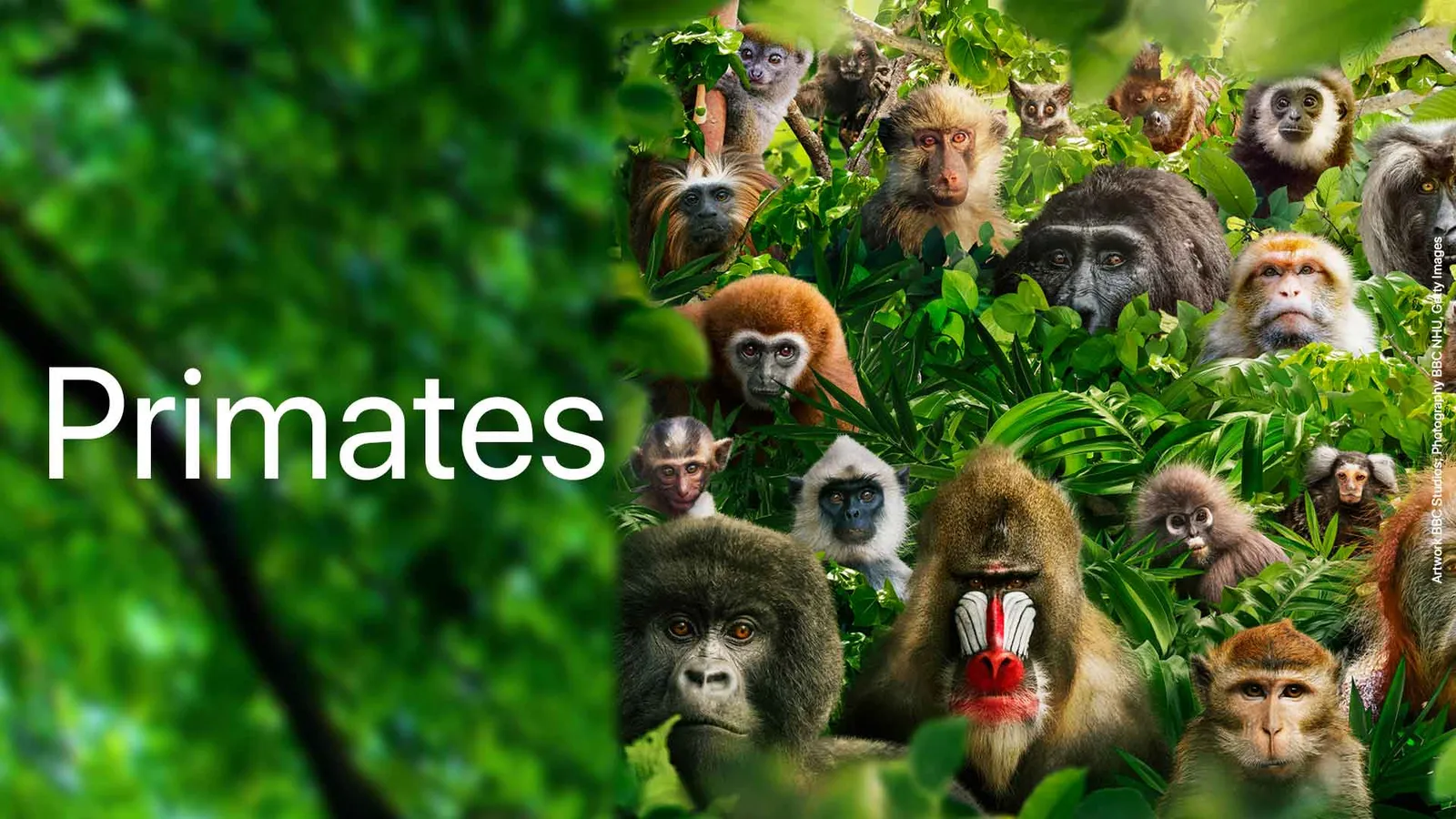 Watch Primates TV Show Latest Episodes Online at Airtel Xstream Play