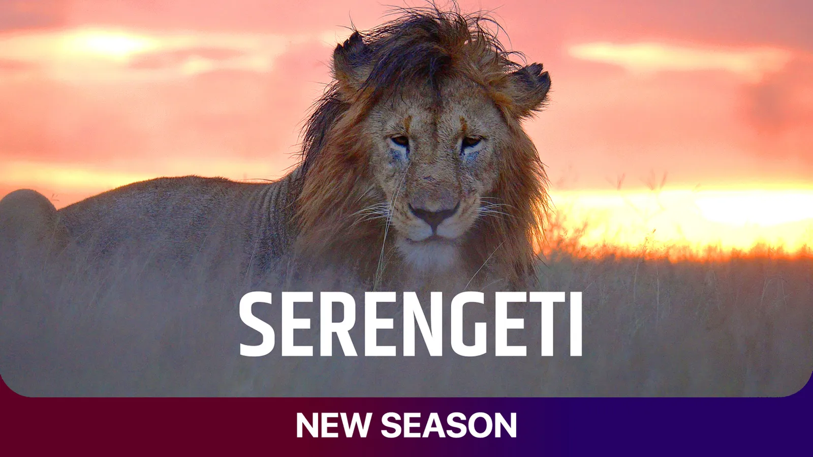 Watch Serengeti Full HD TV Show Online | Airtel Xstream Play