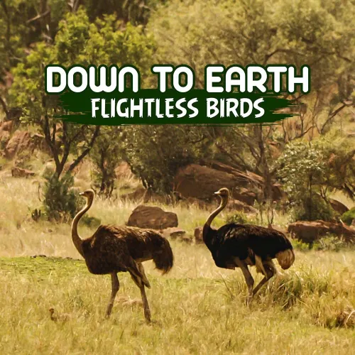 Watch & Download Down To Earth Flightless Birds 2026 Full HD Movie ...